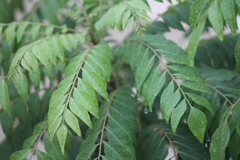 Curry Leaves And Its Health Benefits Healthy Lifestyle Curry Leaves And Its Health Benefits Healthy Lifestyle