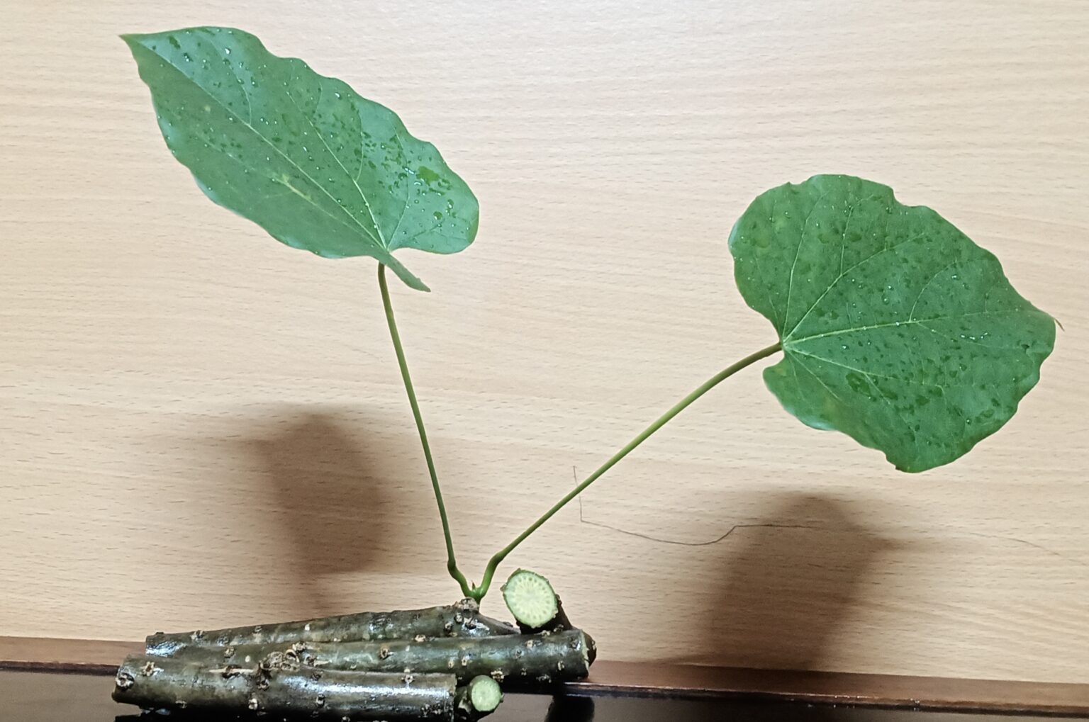 10 Health Benefits of Giloy - Tinospora cordifolia » Healthy Lifestyle