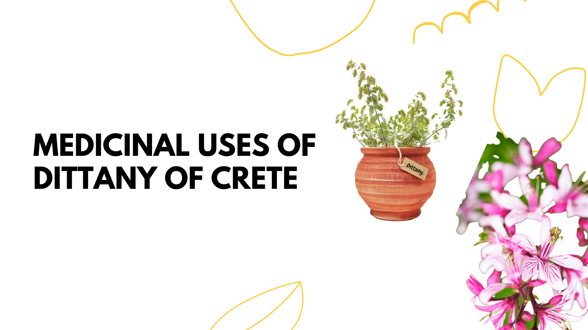 6 Promising Dittany of Crete Medicinal Uses » Healthy Lifestyle