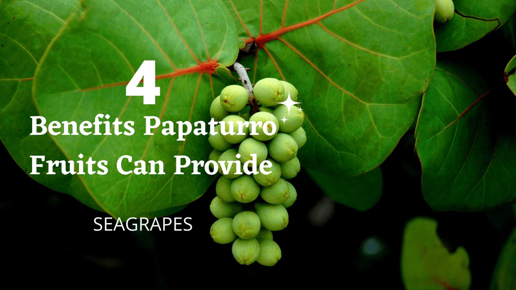 4 Benefits Papaturro Fruits Can Provide » Healthy Lifestyle