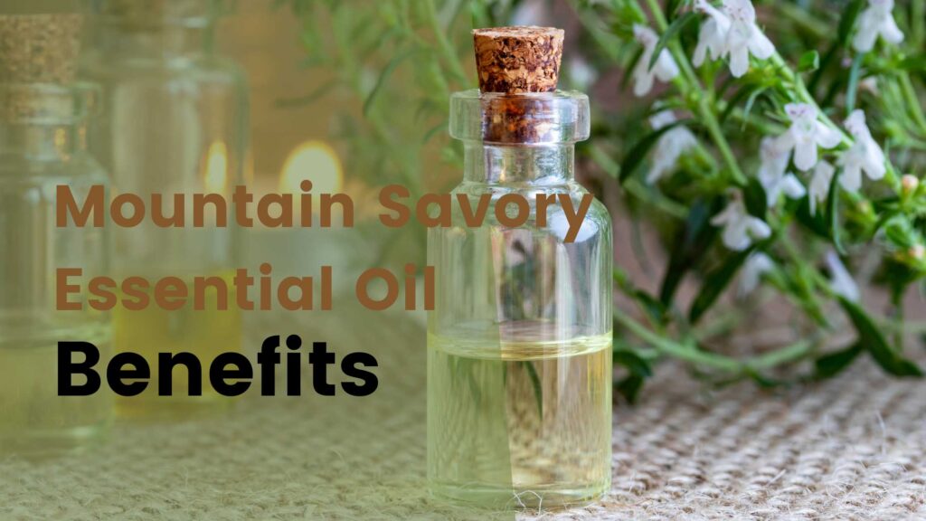 6 Best Mountain Savory Essential Oil Benefits