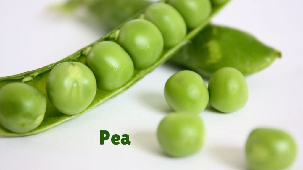 10 Green Vegetables That Have Highest Protein Content