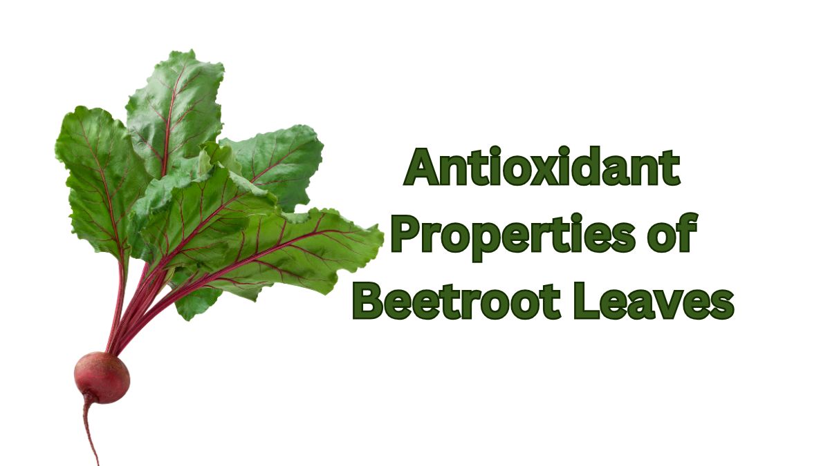 Antioxidant Properties of Beetroot Leaves